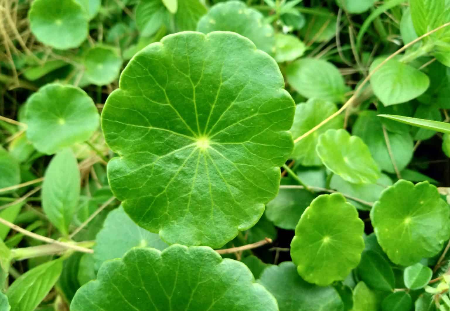 Hydrocotyle Verticillata: Ultimate Care Guide - Fish Laboratory