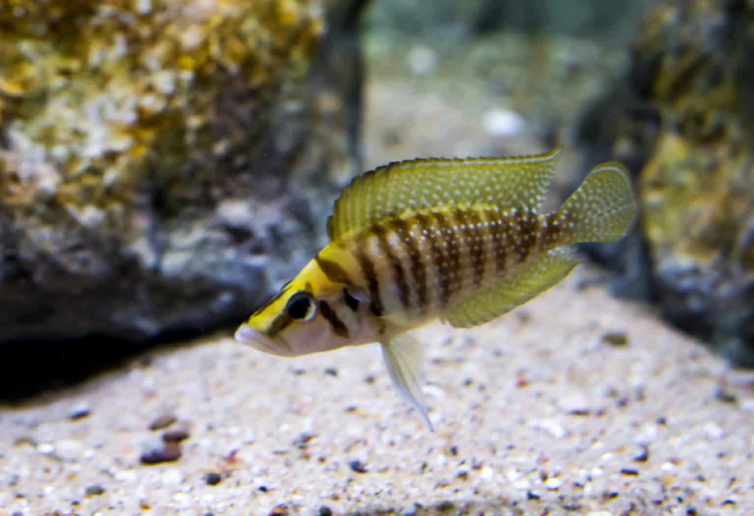 Calvus Cichlid (Altolamprologus calvus): Ultimate Care Guide - Fish ...