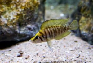Calvus Cichlid (Altolamprologus calvus): Ultimate Care Guide - Fish ...