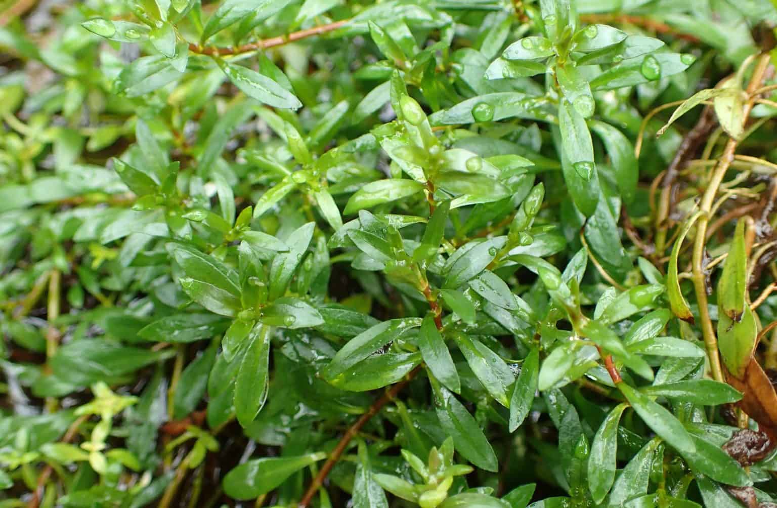 Ludwigia Brevipes: The Ultimate Care Guide - Fish Laboratory