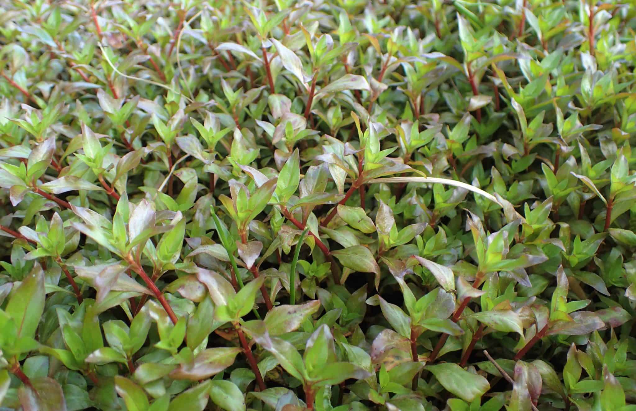 Ludwigia Palustris: Ultimate Care Guide - Fish Laboratory