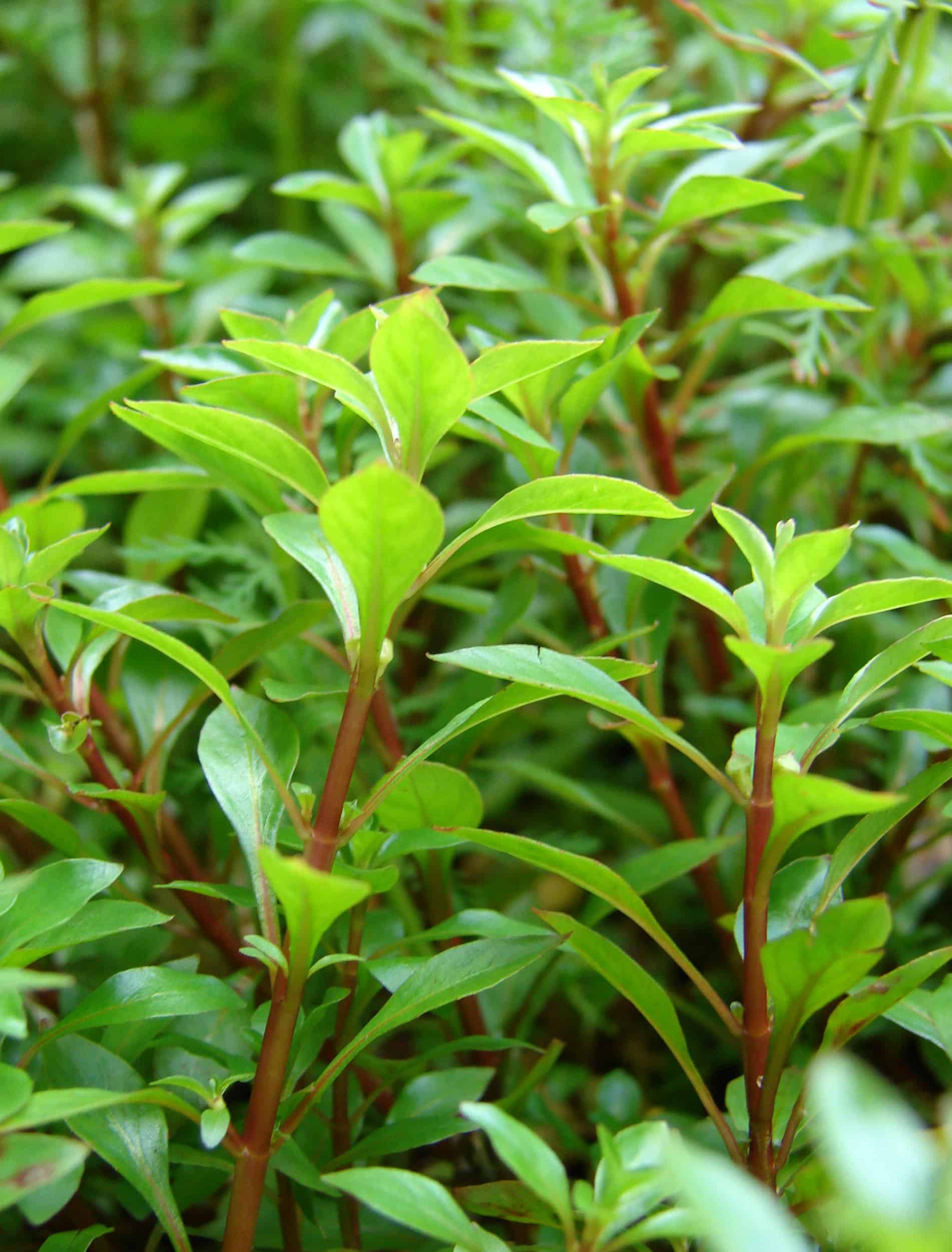 Ludwigia Palustris: Ultimate Care Guide - Fish Laboratory