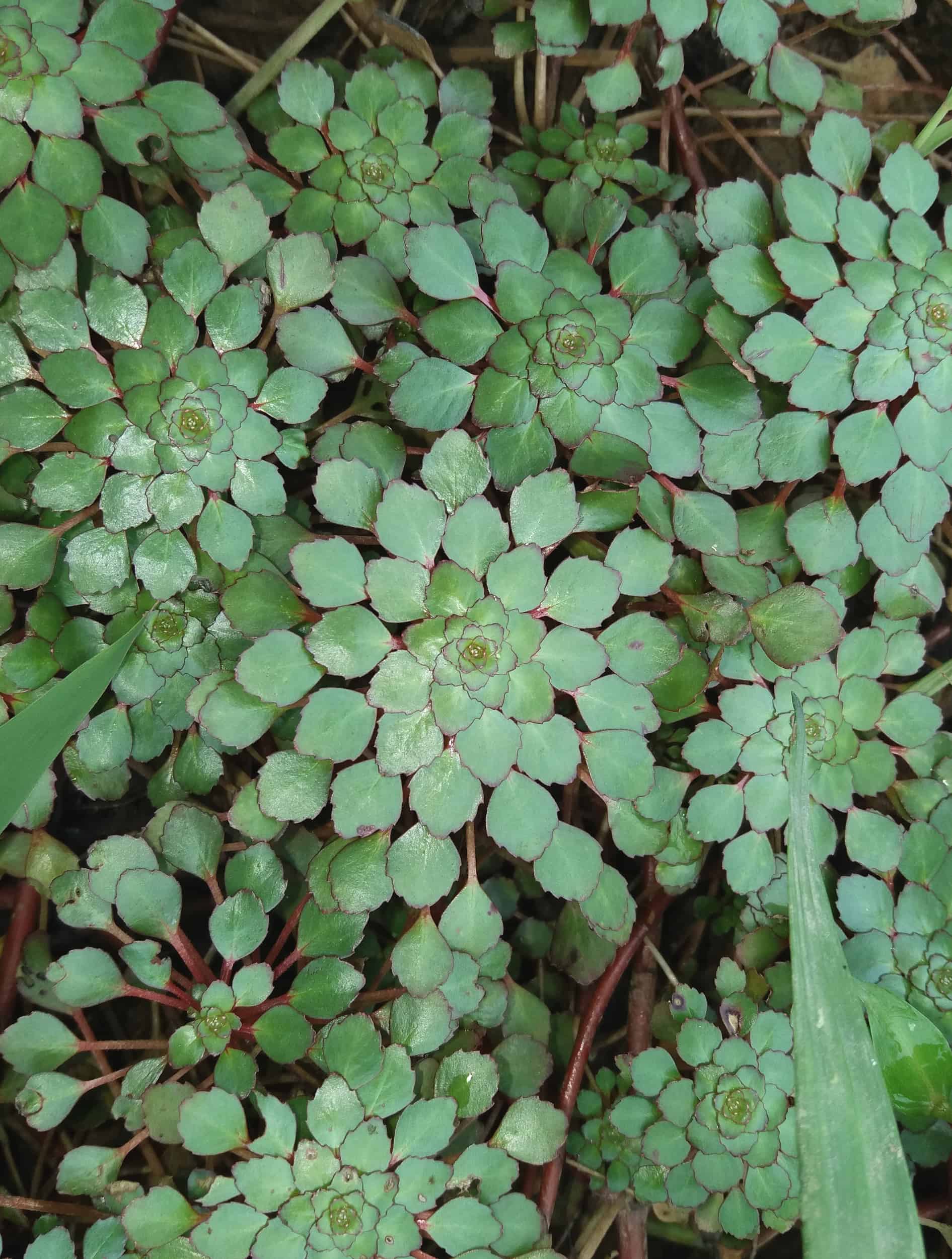 Ludwigia Sedioides (Mosaic Plant): Ultimate Care Guide - Fish Laboratory