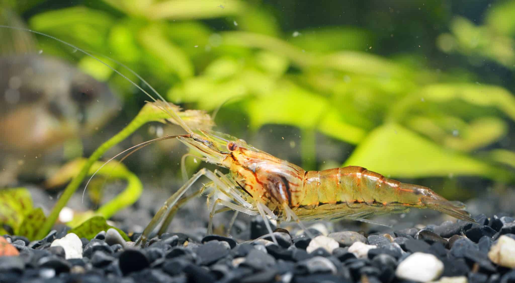Whisker Shrimp (Macrobrachium Lanchesteri): Ultimate Care Guide - Fish ...
