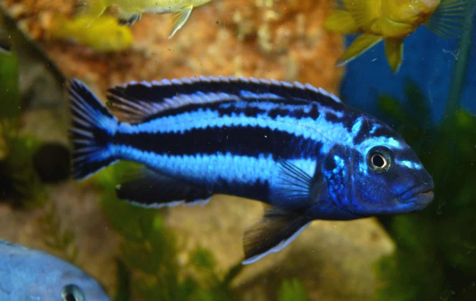 Uaru Cichlid (Uaru amphiacanthoides): Ultimate Care Guide - Fish Laboratory