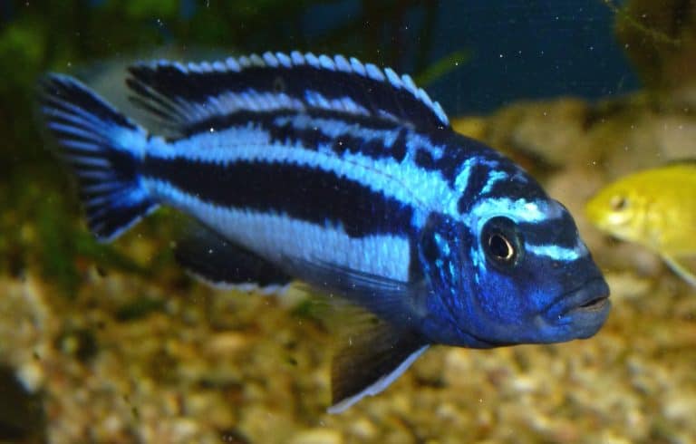Maingano Cichlid (Melanochromis cyaneorhabdos): Ultimate Care Guide ...
