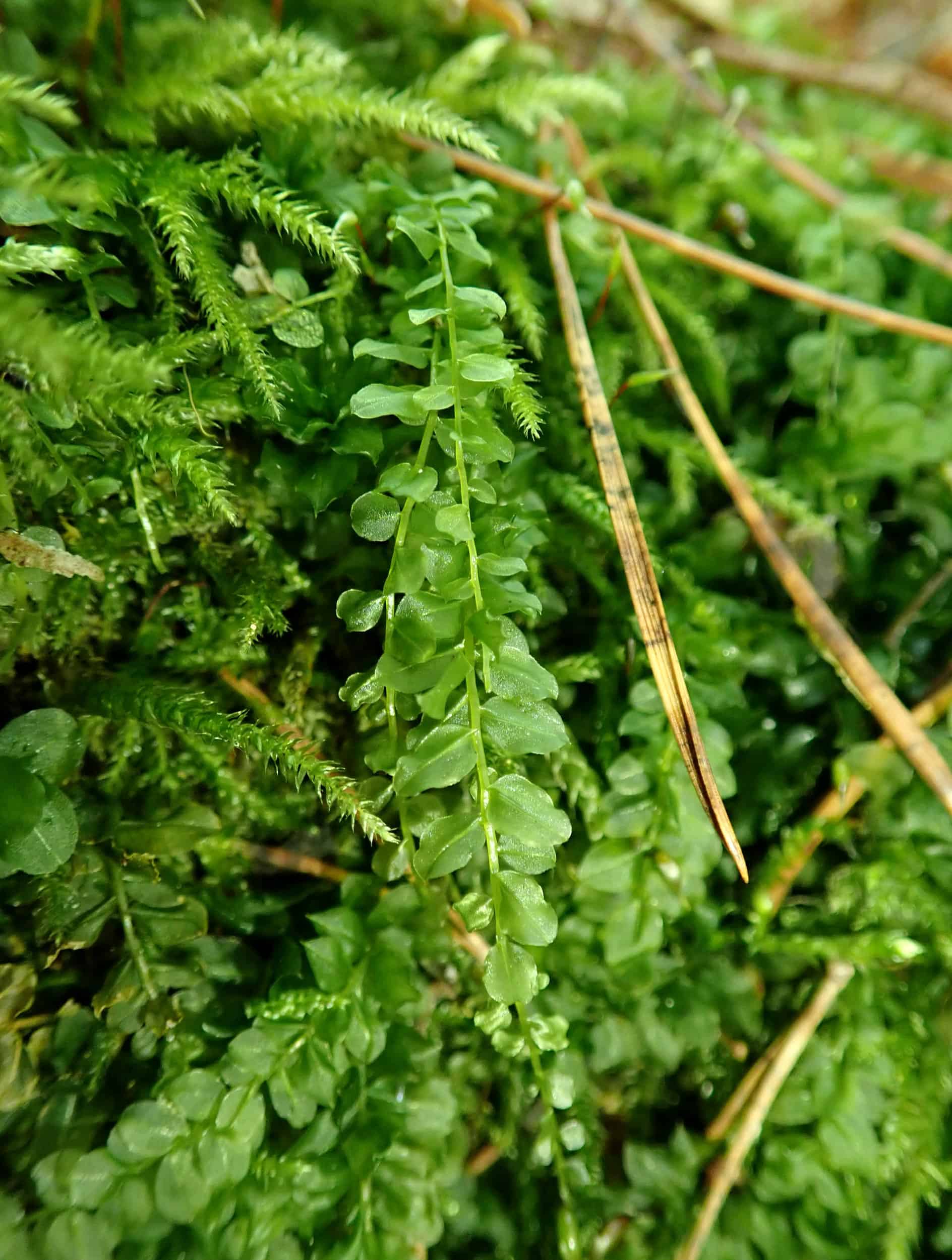 Java Fern (Microsorum Pteropus): Ultimate Care Guide - Fish Laboratory