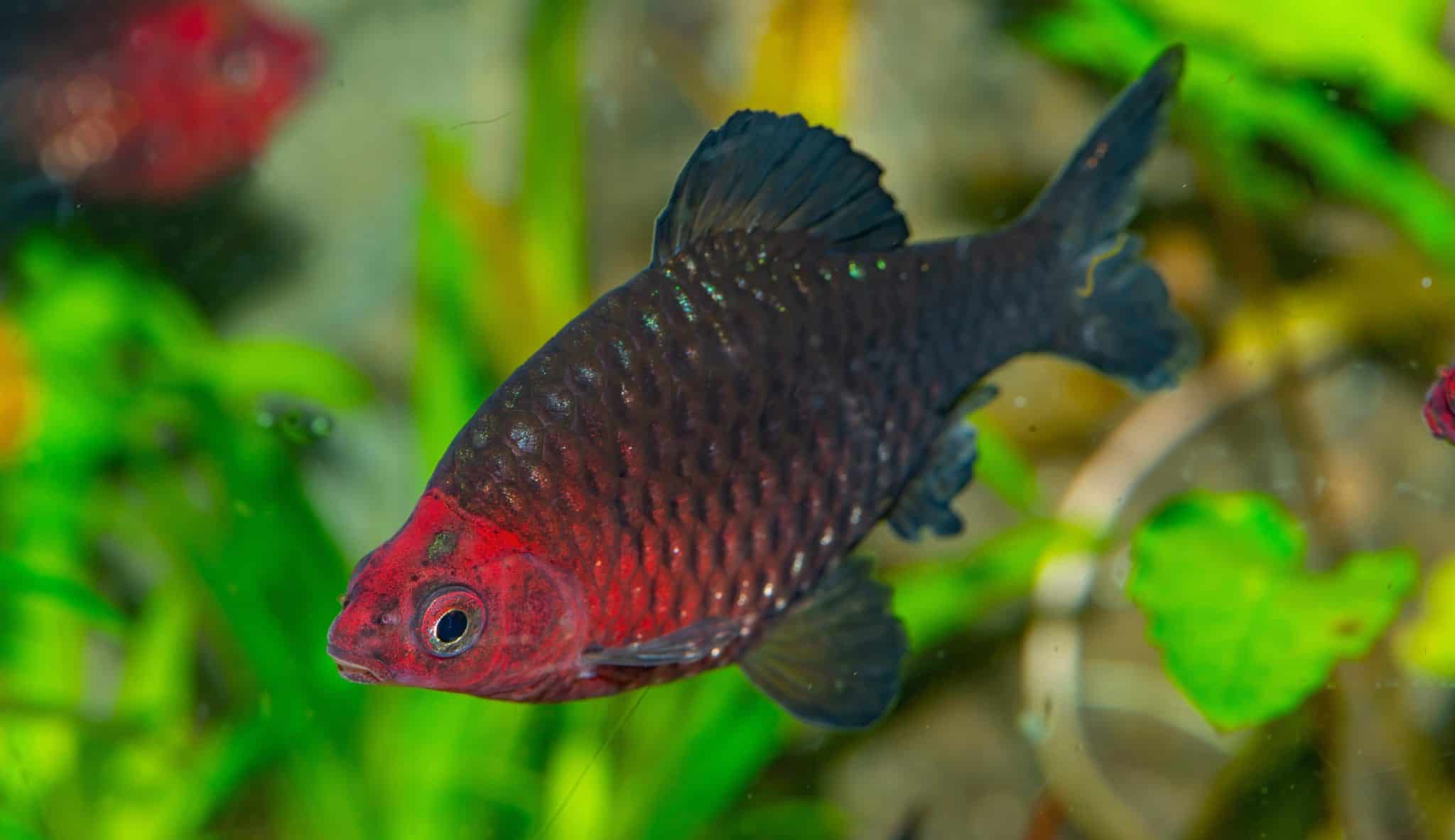 Black Ruby Barb (Pethia nigrofasciata): Ultimate Care Guide - Fish ...