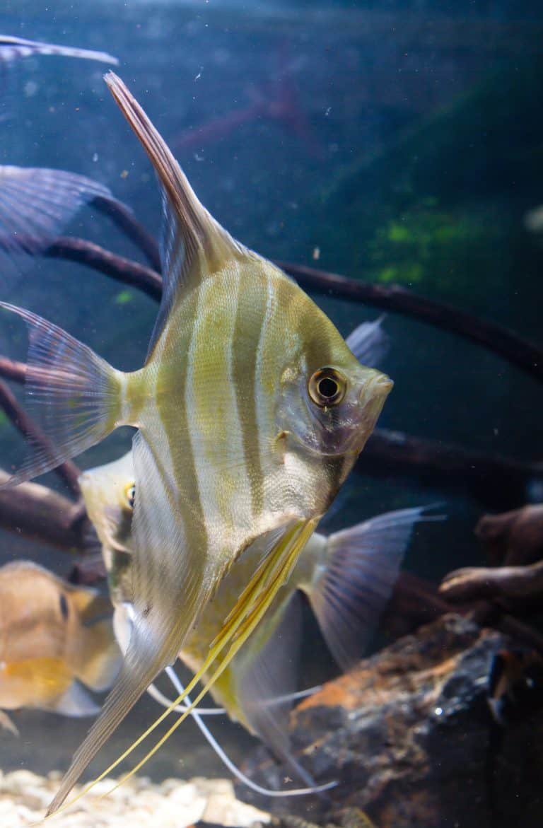 Altum Angelfish (Pterophyllum altum): Ultimate Care Guide - Fish Laboratory