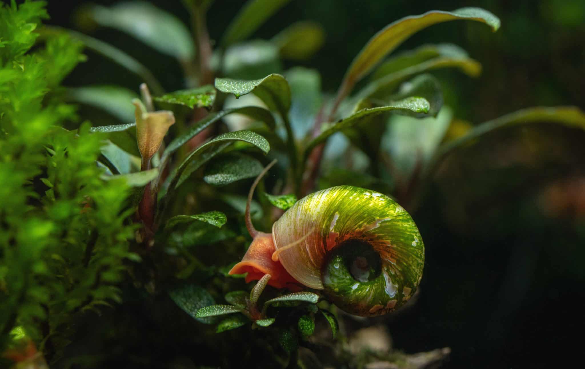 Nerite Snail (Neritina natalensis): Ultimate Care Guide - Fish Laboratory