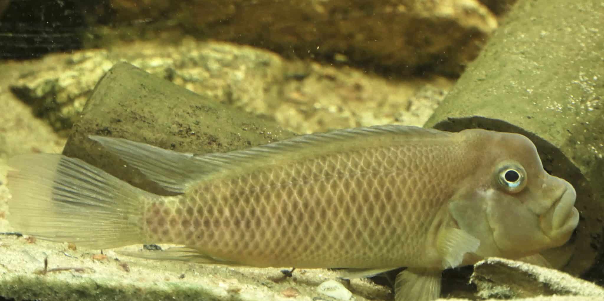 Buffalo Head Cichlid (Steatocranus casuarius): Ultimate Care Guide ...