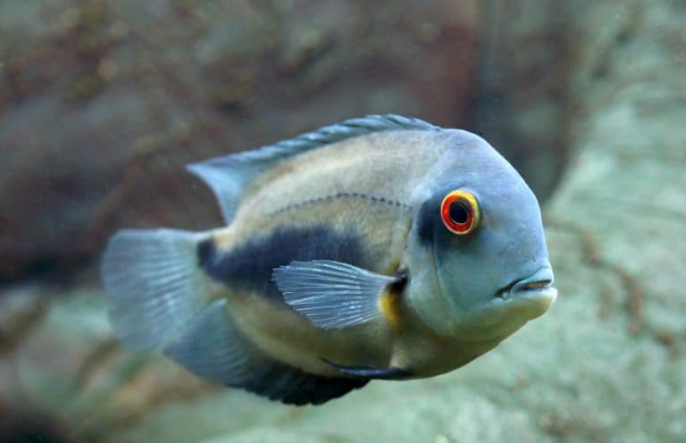 Calvus Cichlid (Altolamprologus calvus): Ultimate Care Guide - Fish ...