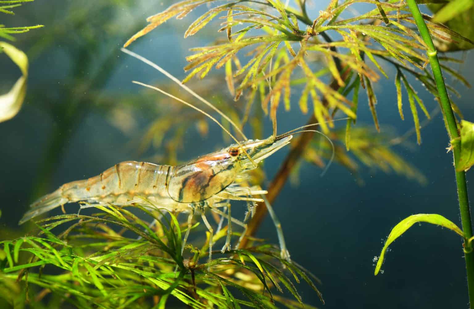 Ghost Shrimp (Palaemonetes Paludosus): Ultimate Care Guide - Fish ...