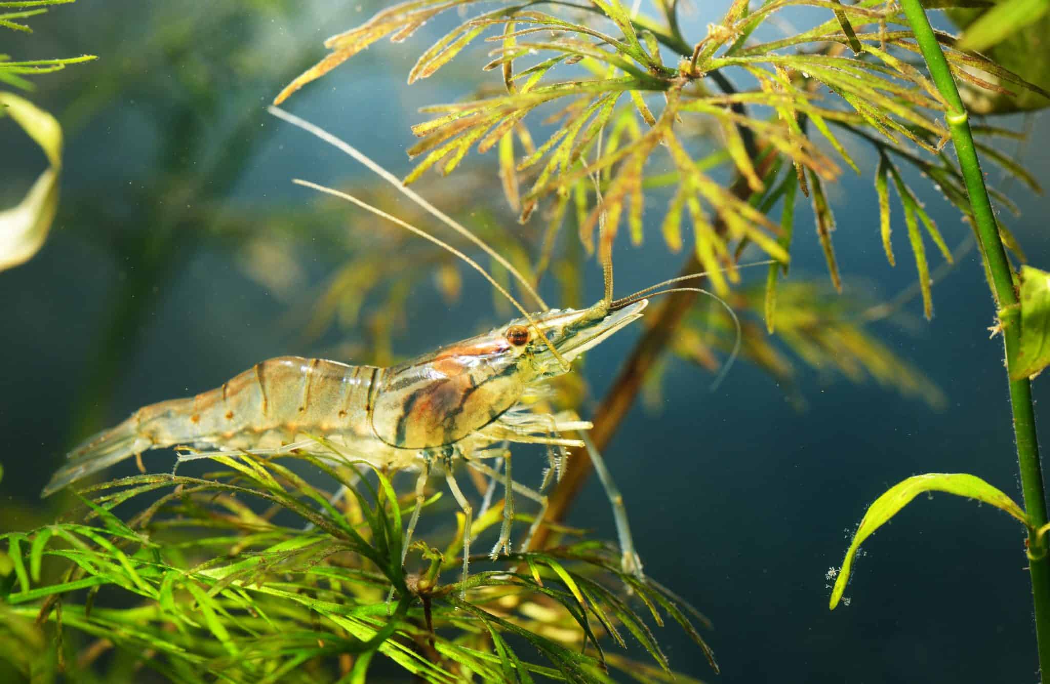 Whisker Shrimp (Macrobrachium Lanchesteri): Ultimate Care Guide - Fish ...