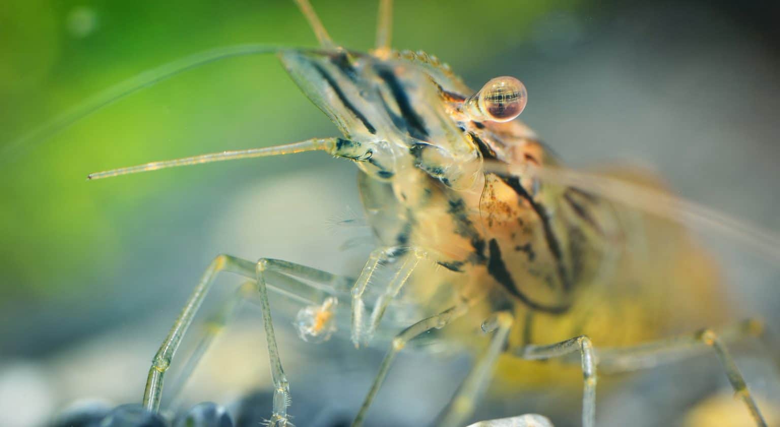 Whisker Shrimp (Macrobrachium Lanchesteri): Ultimate Care Guide - Fish ...
