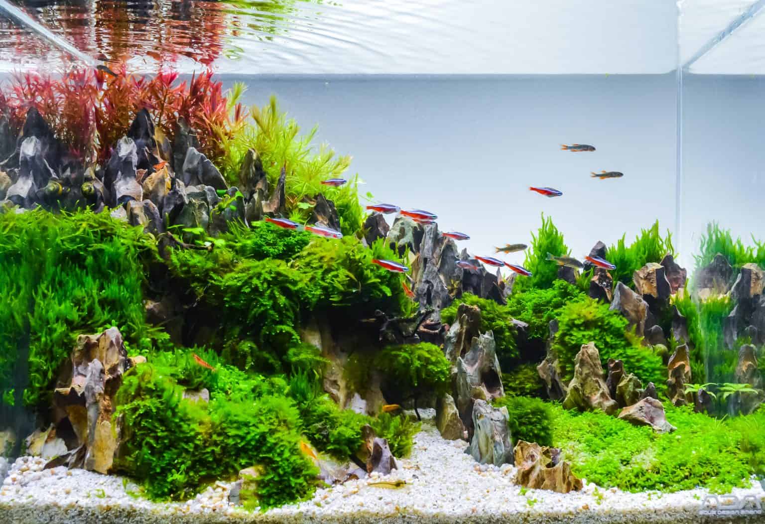 Aquarium Rock: Guide to Types of Aquarium Rocks & More - Fish Laboratory
