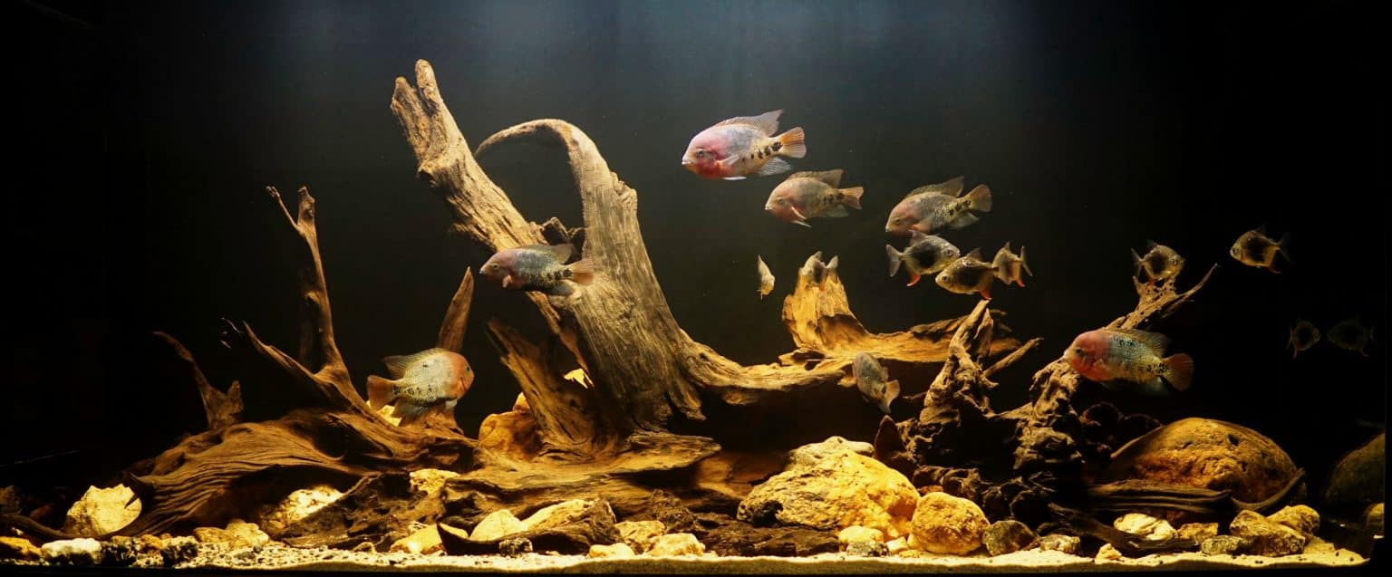 Aquascaping an Aquarium: Guide to Aquascape Styles & More - Fish Laboratory