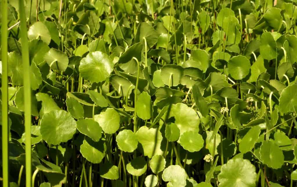 Brazilian Pennywort Hydrocotyle Leucocephala Ultimate Care Guide Brazilian Pennywort Hydrocotyle Leucocephala Ultimate Care Guide