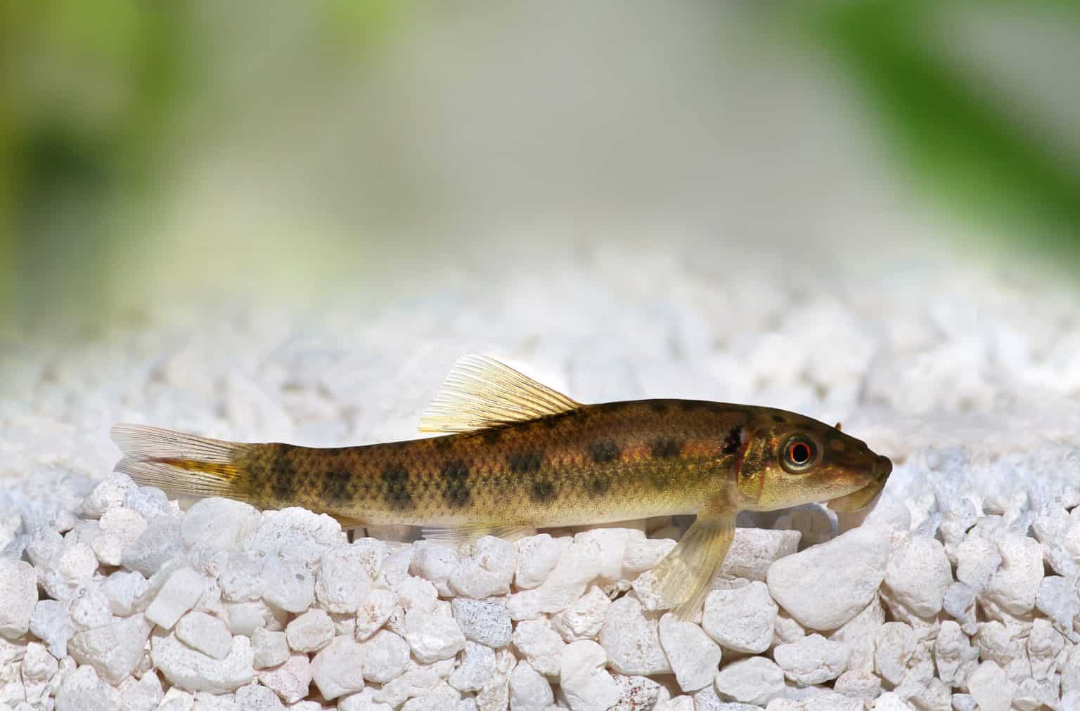 Chinese Algae Eater (Gyrinocheilus aymonieri): Ultimate Care Guide ...