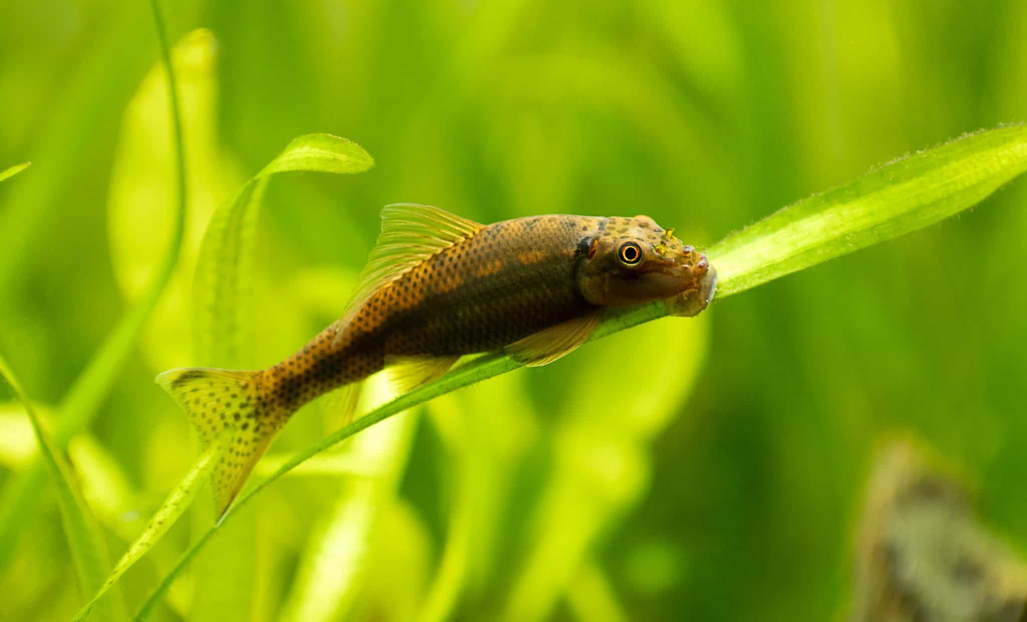 Chinese Algae Eater (Gyrinocheilus aymonieri): Ultimate Care Guide ...