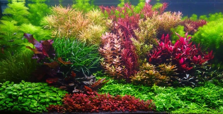 Aquascaping an Aquarium: Guide to Aquascape Styles & More - Fish Laboratory