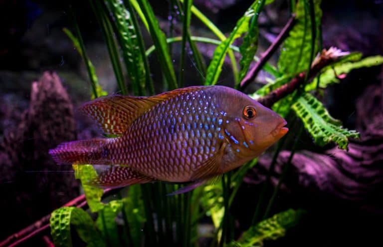 Geophagus Brasiliensis (Pearl Cichlid): Ultimate Care Guide - Fish ...