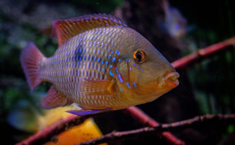 Geophagus Brasiliensis (Pearl Cichlid): Ultimate Care Guide - Fish ...