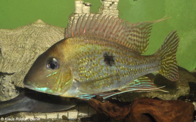 Geophagus Sveni (Sveni Eartheater): Ultimate Care Guide - Fish Laboratory