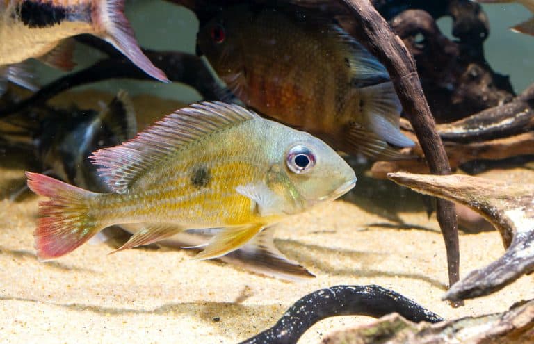 Geophagus Sveni (Sveni Eartheater): Ultimate Care Guide - Fish Laboratory