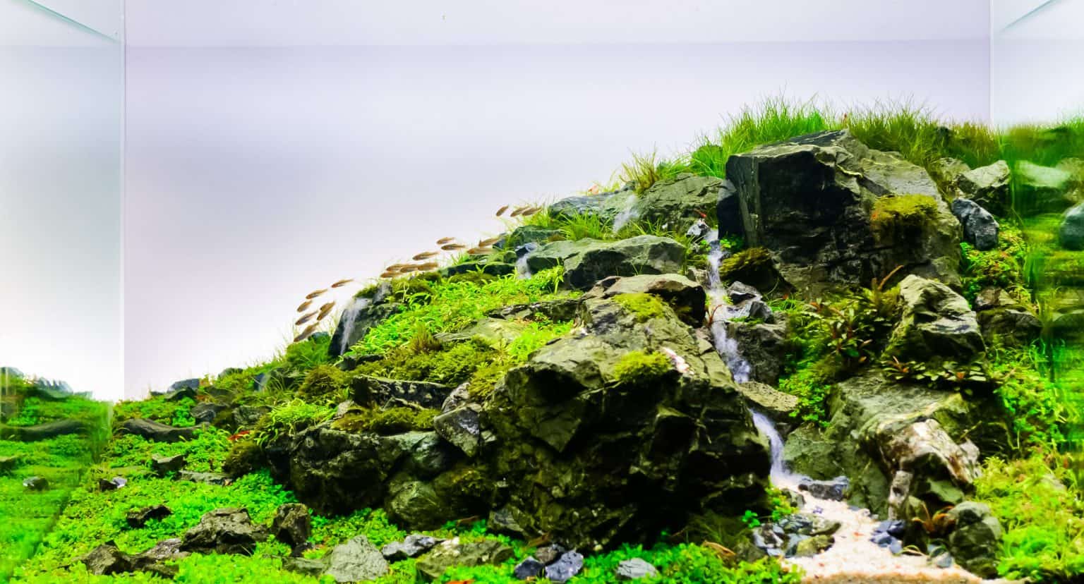 Aquascaping an Aquarium: Guide to Aquascape Styles & More - Fish Laboratory