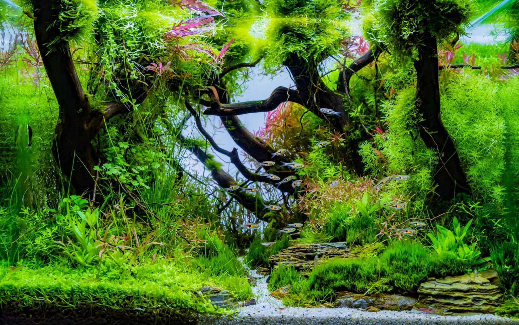 Aquascaping an Aquarium: Guide to Aquascape Styles & More - Fish Laboratory