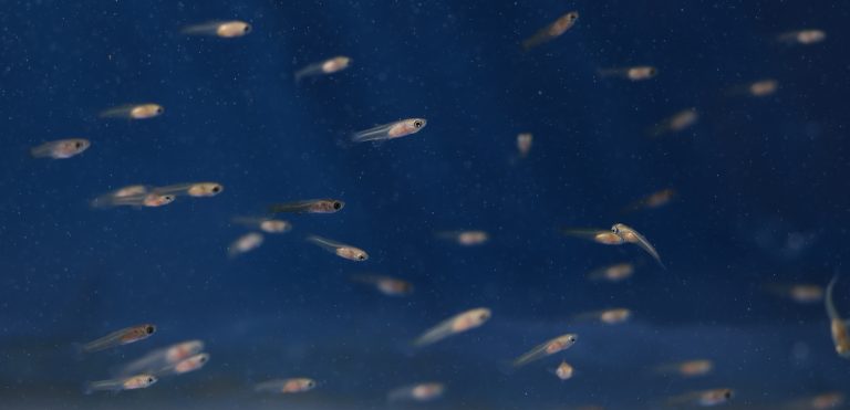 About Us - Fish Laboratory