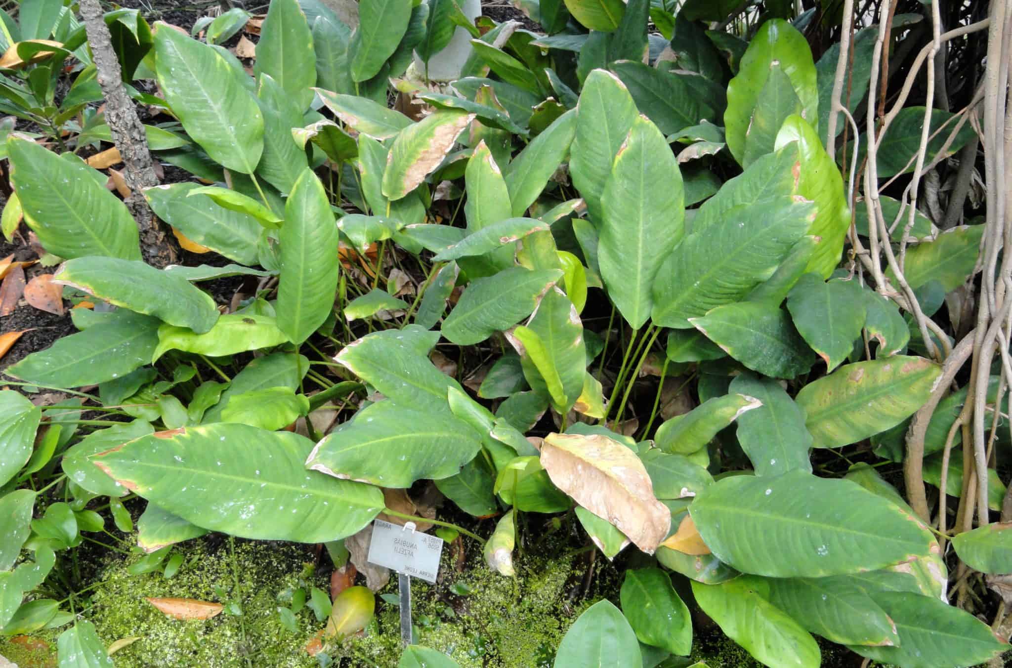 Anubias barteri: Types and Care Guide - Fish Laboratory