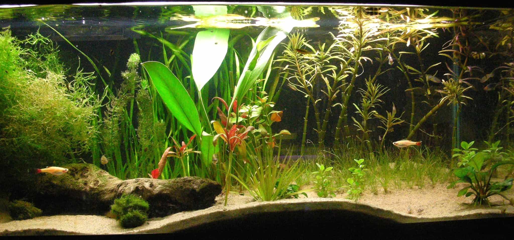 Anubias Congensis Care Guide: How to Grow in an Aquarium - Fish Laboratory
