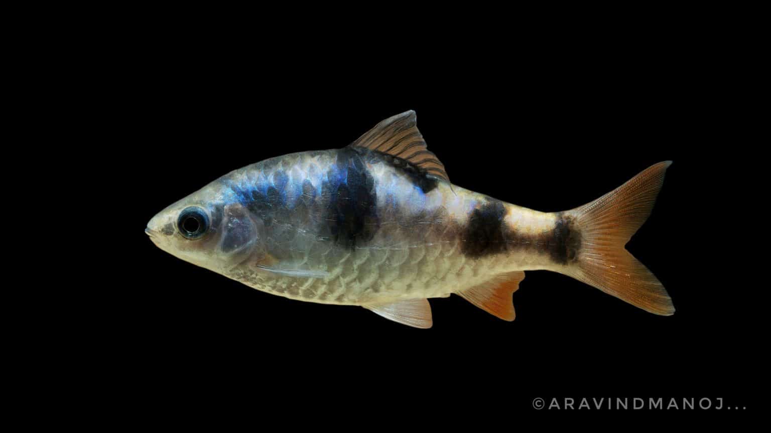 Arulius Barb (Puntius arulius): Ultimate Care Guide - Fish Laboratory
