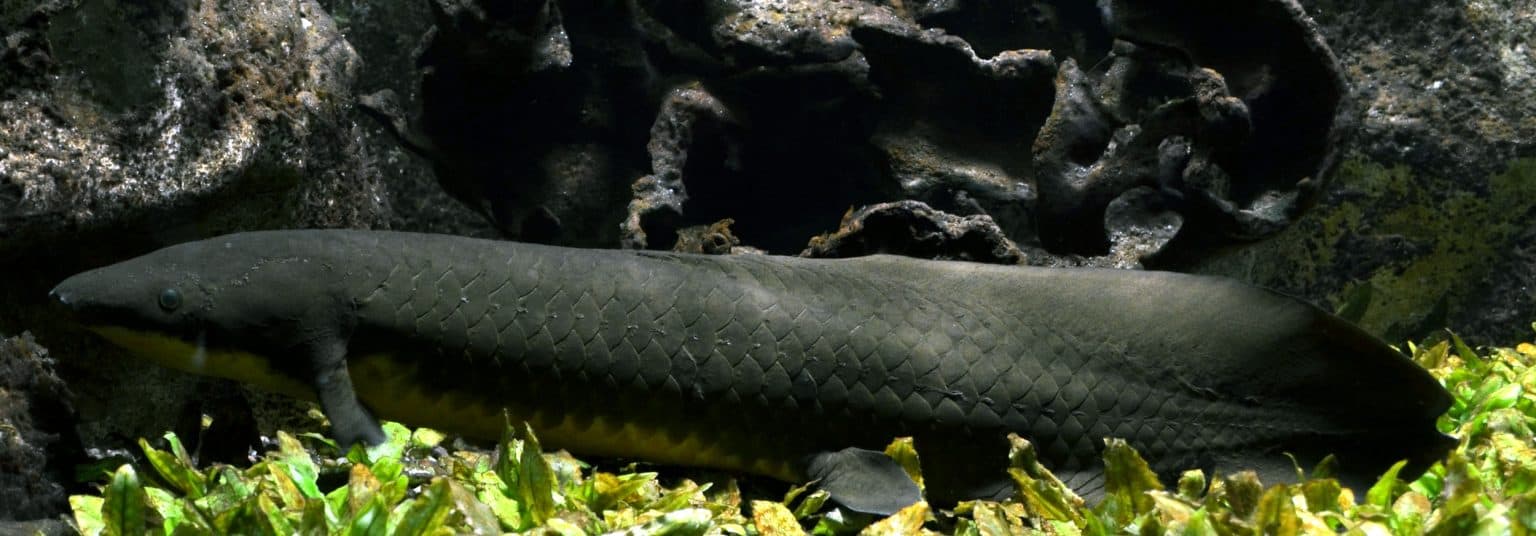 Australian Lungfish (Neoceratodus forsteri): Ultimate Care Guide - Fish ...