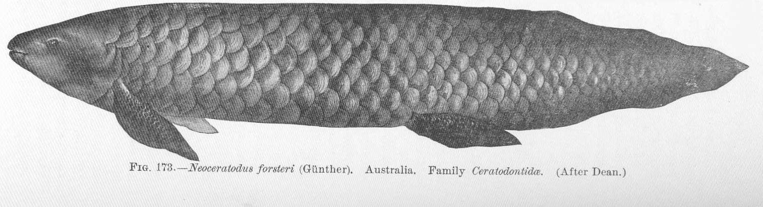 Australian Lungfish (Neoceratodus forsteri): Ultimate Care Guide - Fish ...