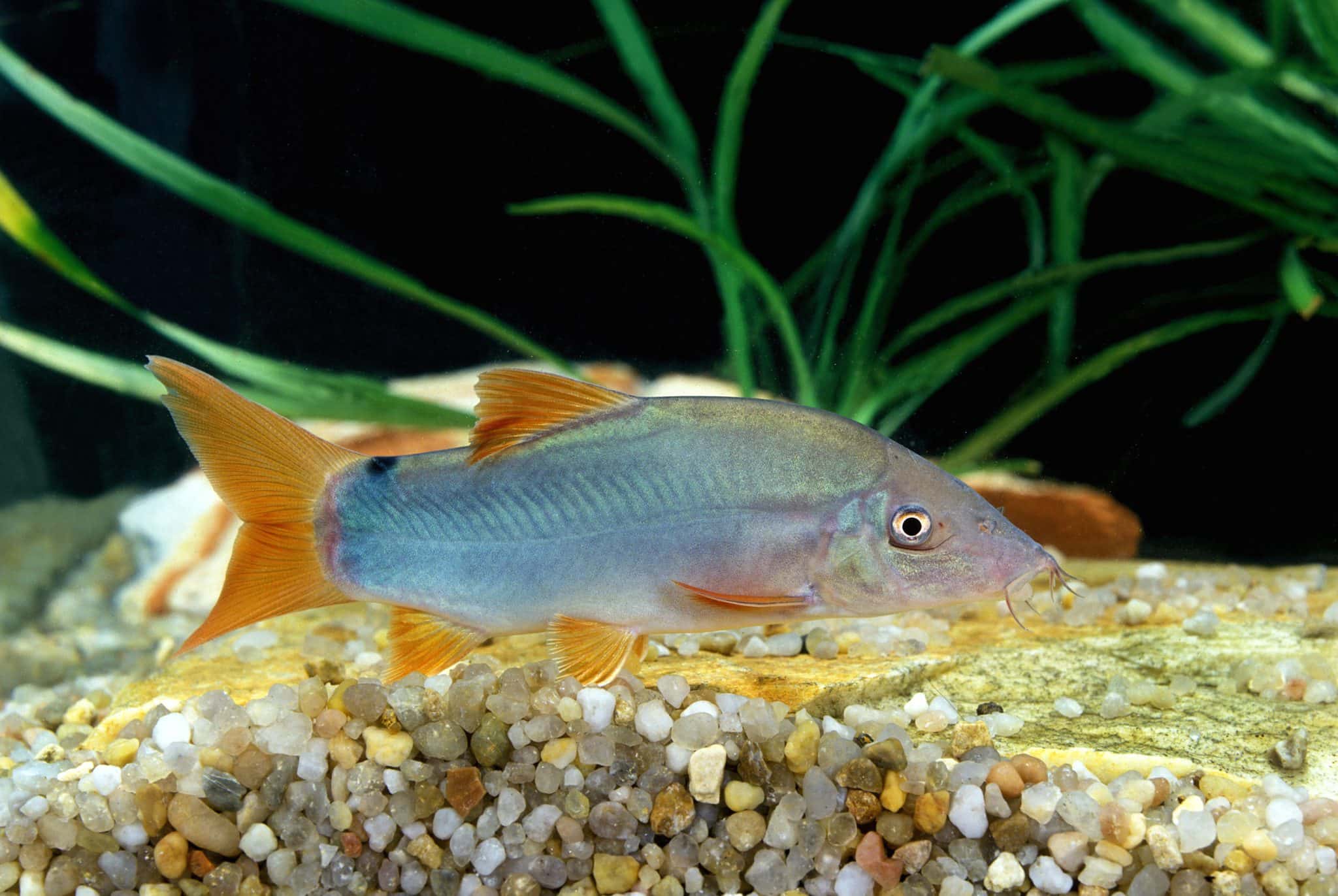 Botia Kubotai: Ultimate Care Guide - Fish Laboratory