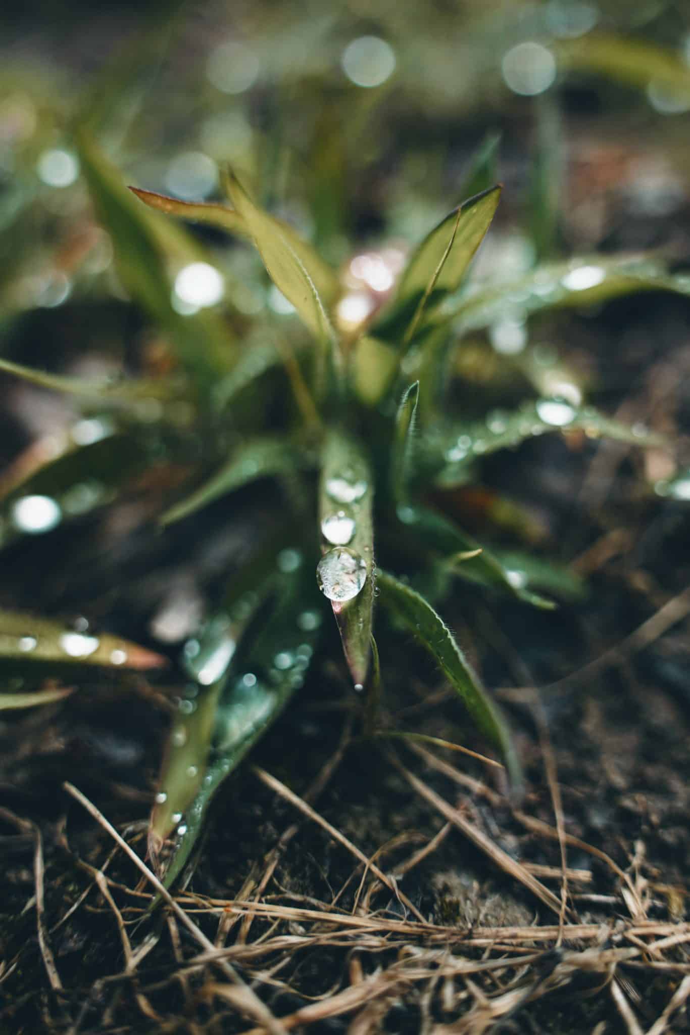 Cryptocoryne Lucens: Ultimate Care Guide - Fish Laboratory