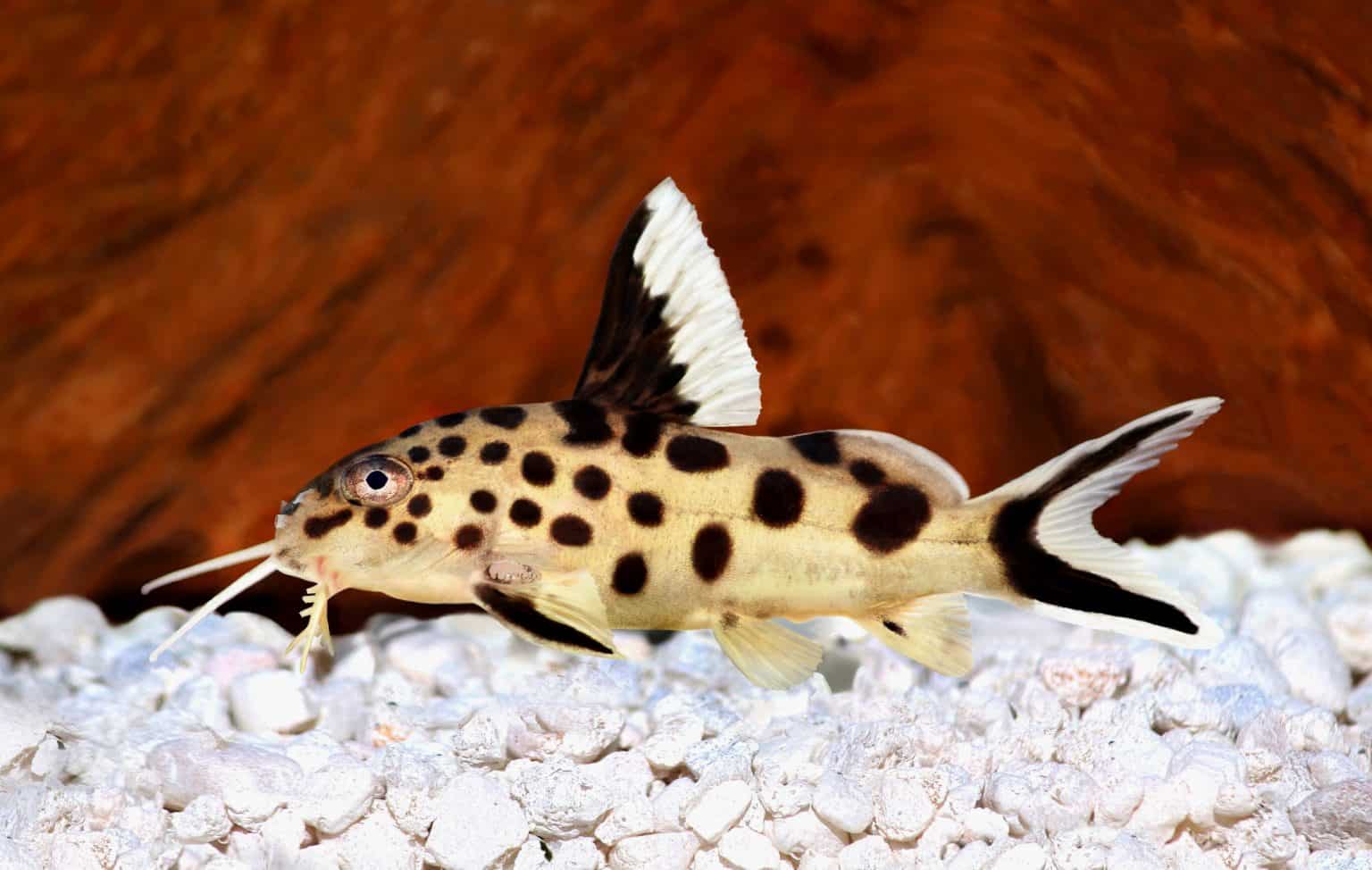 Stone Catfish (Hara jerdoni): Ultimate Care Guide - Fish Laboratory