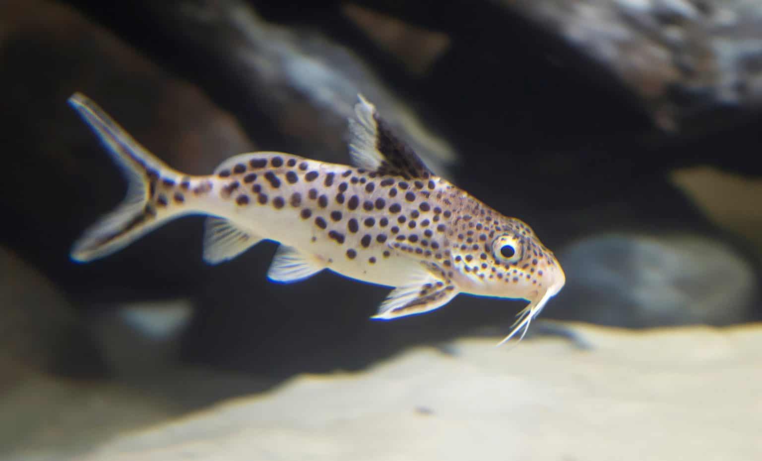Cuckoo Catfish (Synodontis Multipunctatus): Ultimate Care Guide - Fish ...