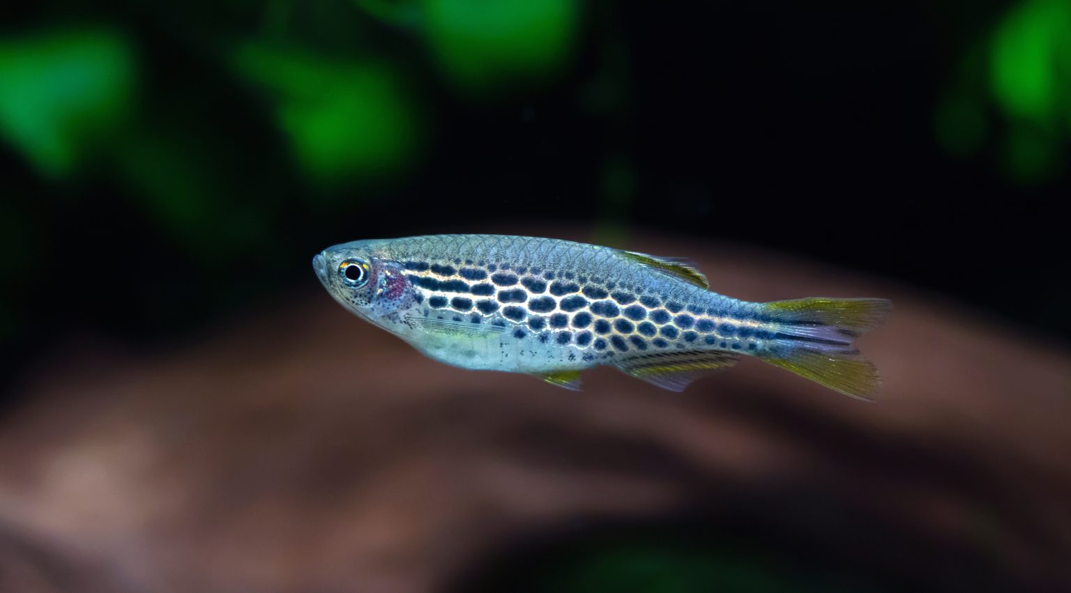 Danio Kyathit Care Guide (Orange Finned Danio) - Fish Laboratory