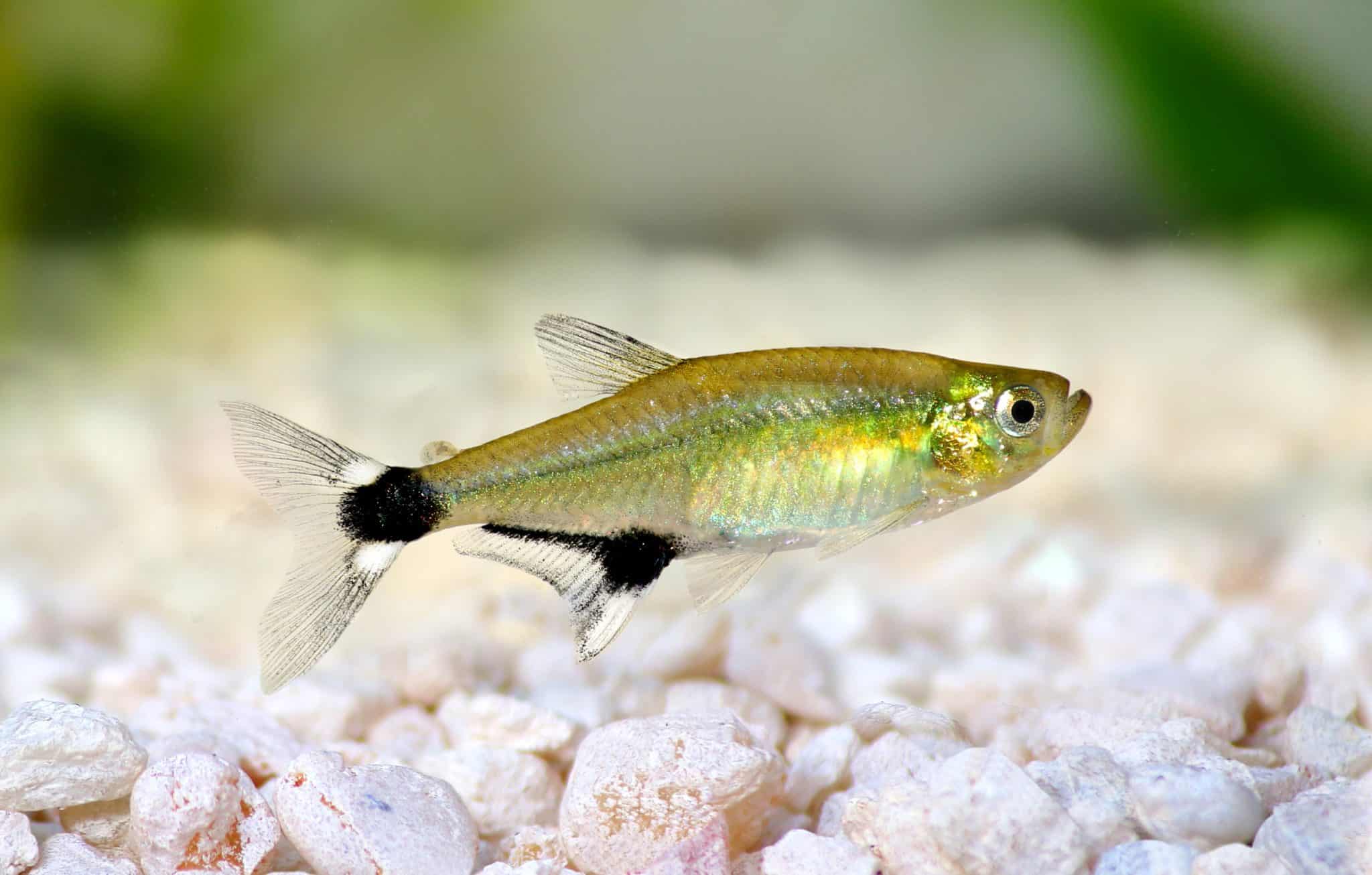 Bucktooth Tetra (Exodon Paradoxus): Ultimate Care Guide - Fish Laboratory