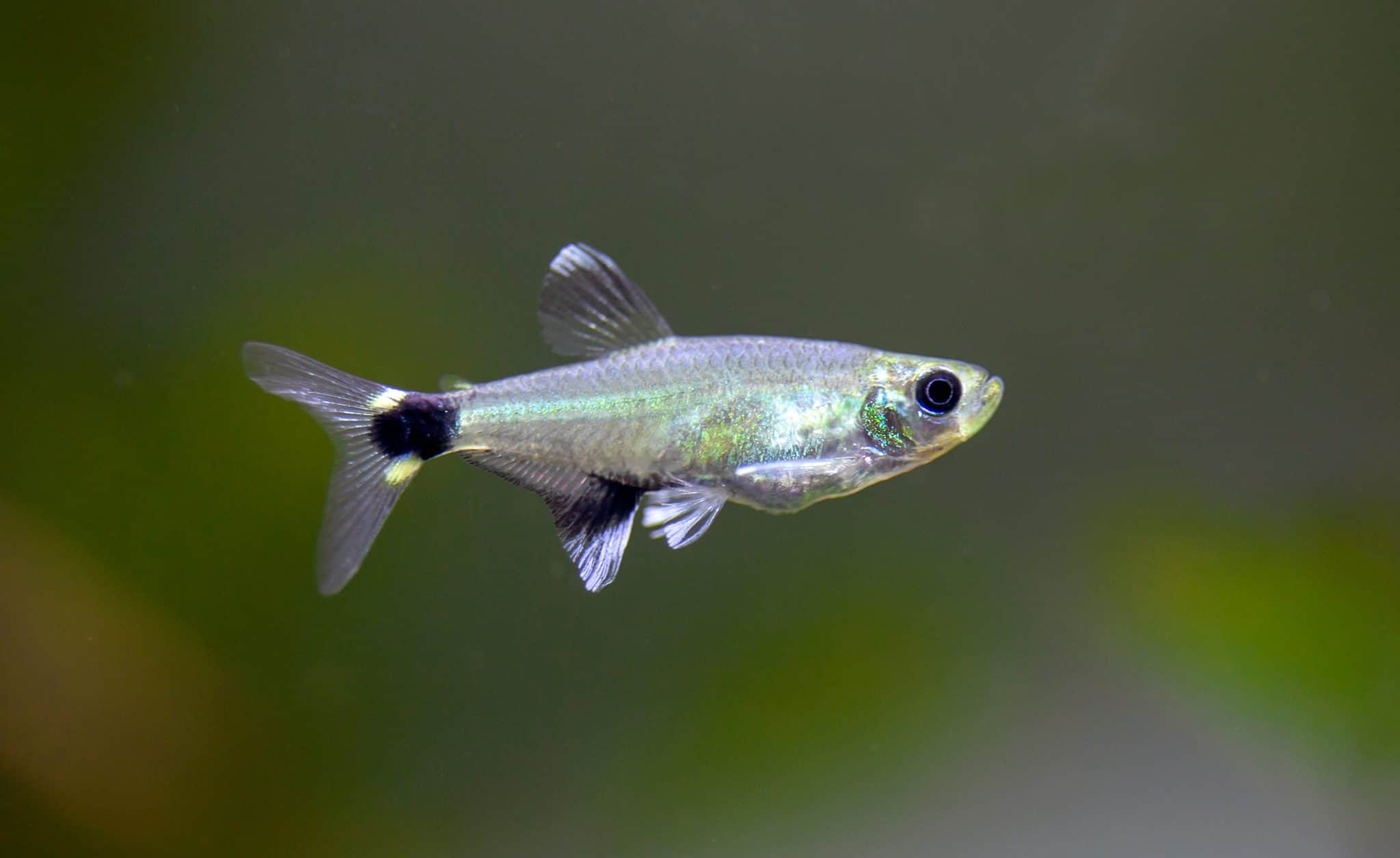 Dawn Tetra (Aphyocharax paraguayensis): Ultimate Care Guide - Fish Laboratory