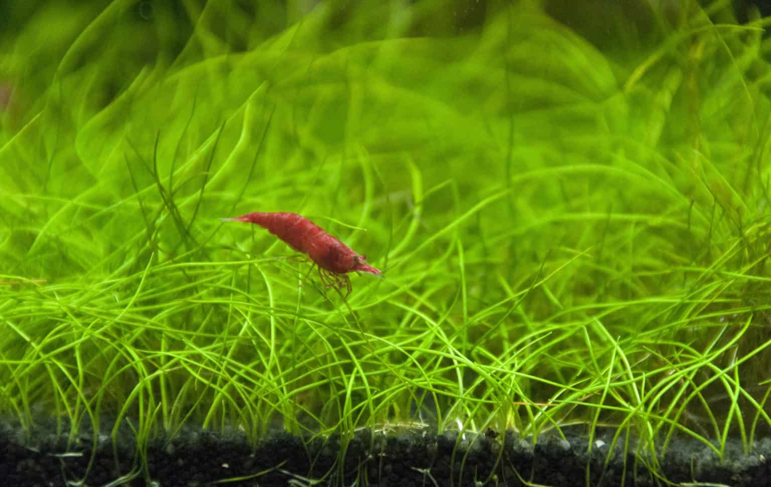 Echinodorus Tenellus (Pygmy Chain Sword): Ultimate Care Guide - Fish ...