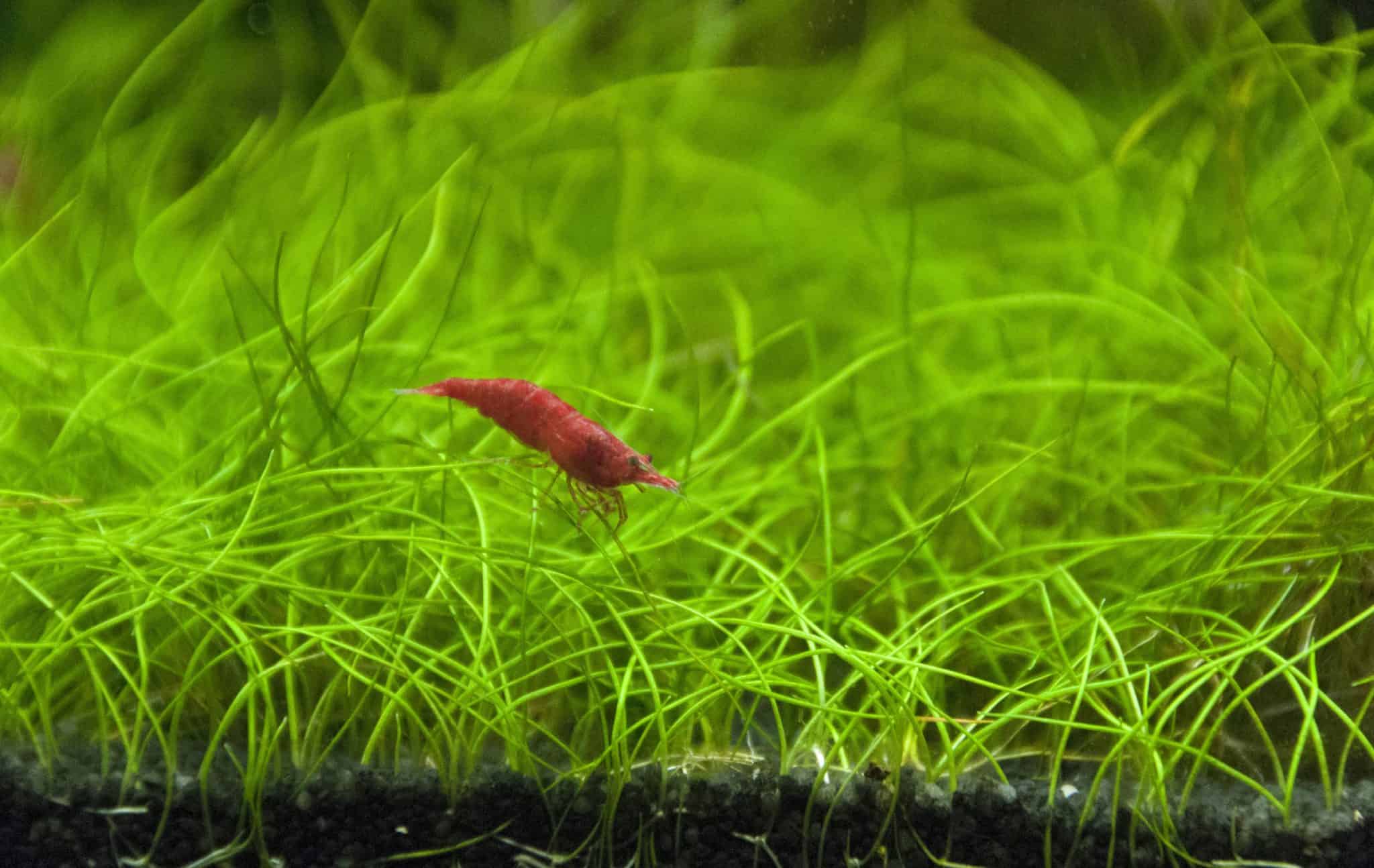 Echinodorus Tenellus (Pygmy Chain Sword): Ultimate Care Guide - Fish ...