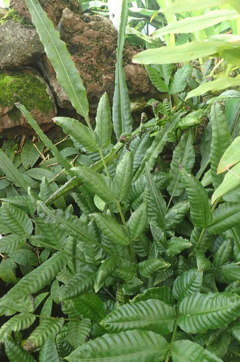 Java Fern (Microsorum Pteropus): Ultimate Care Guide - Fish Laboratory