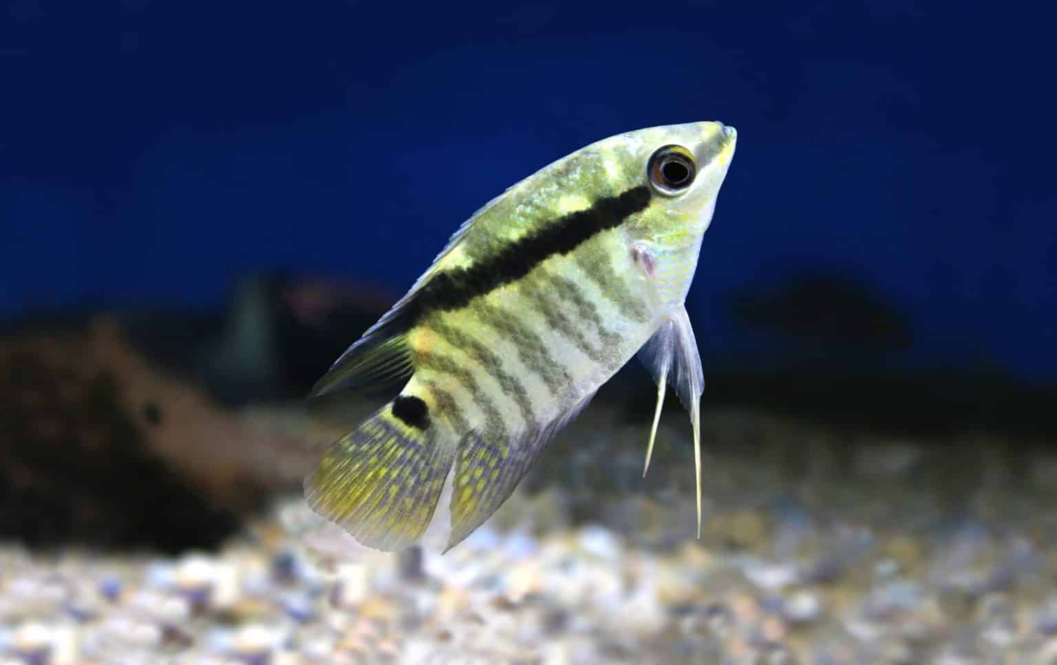 Rainbow Cichlid (Herotilapia multispinosa): Care Guide - Fish Laboratory