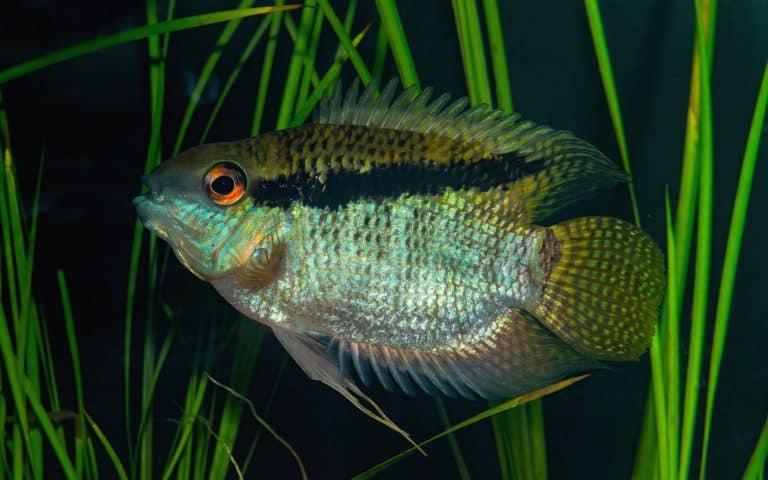 Festivum Cichlid (Mesonauta festivus): Ultimate Care Guide - Fish ...