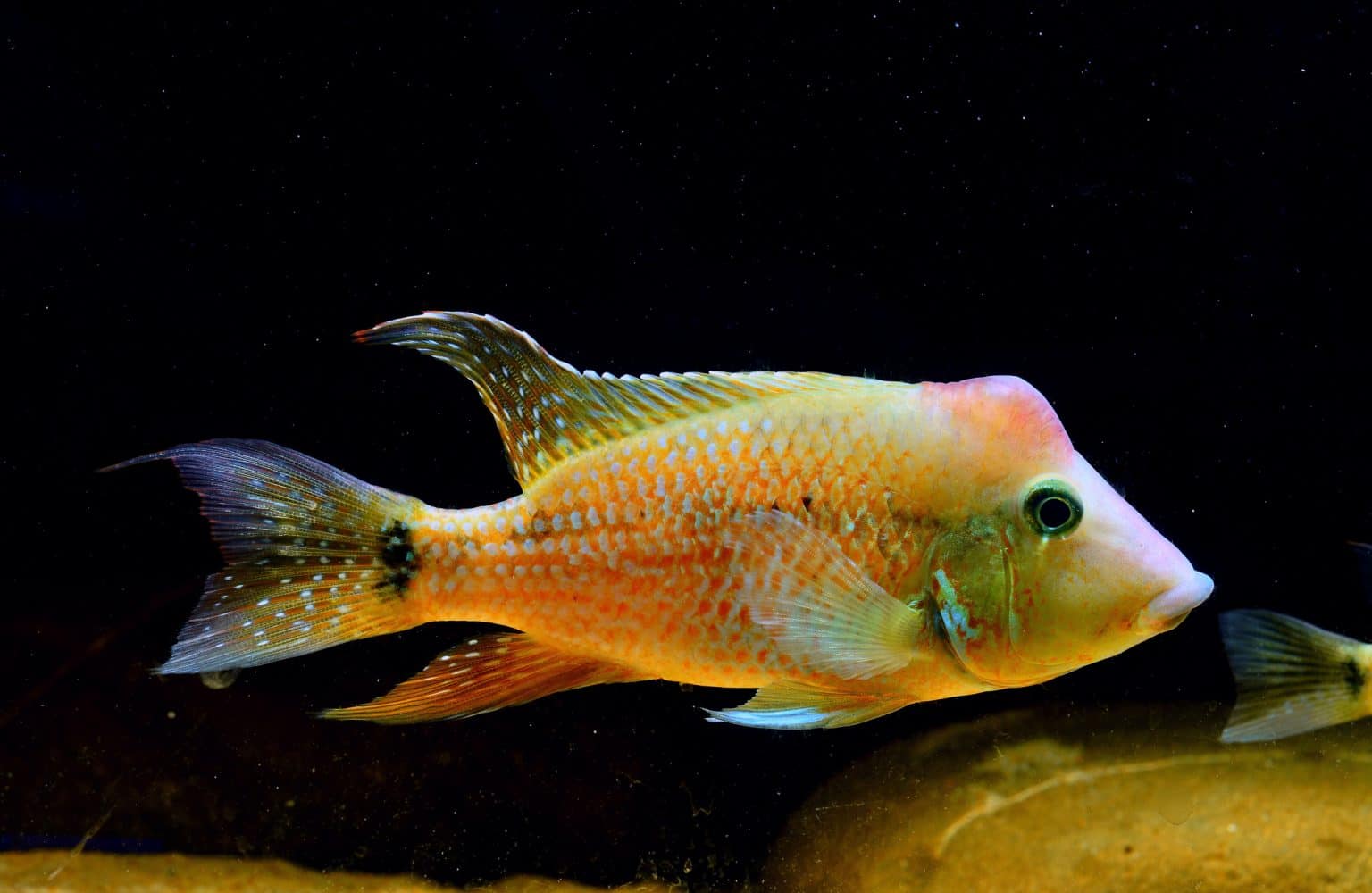 Geophagus Steindachneri (Red Hump Eartheater): Ultimate Care Guide ...